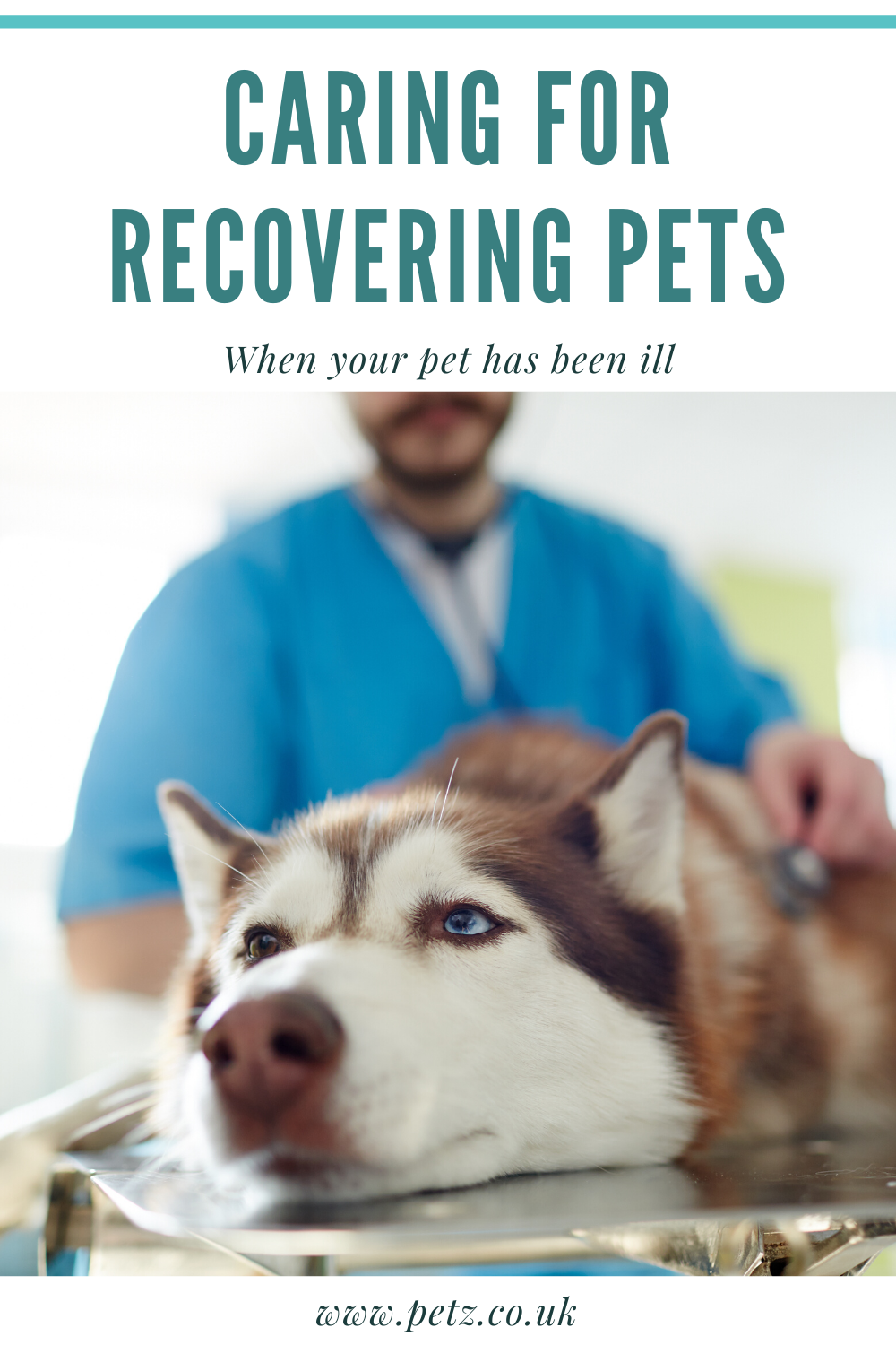 Caring for Recovering Pets - Petz