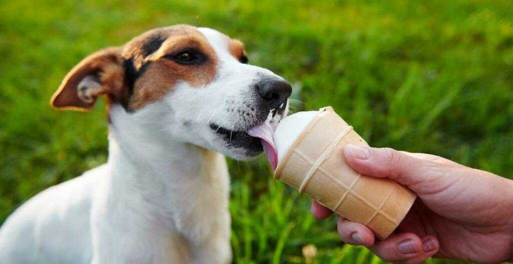 Dangerous Dogs Act UK 2026: 5 Banned Types, Out of Control Law, New ...