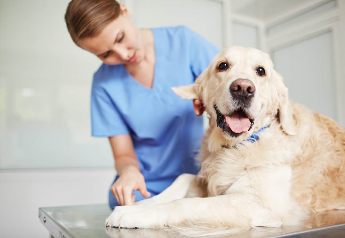 Dog Recall Training UK 2026: Long Line Protocol, Emergency Recall ...