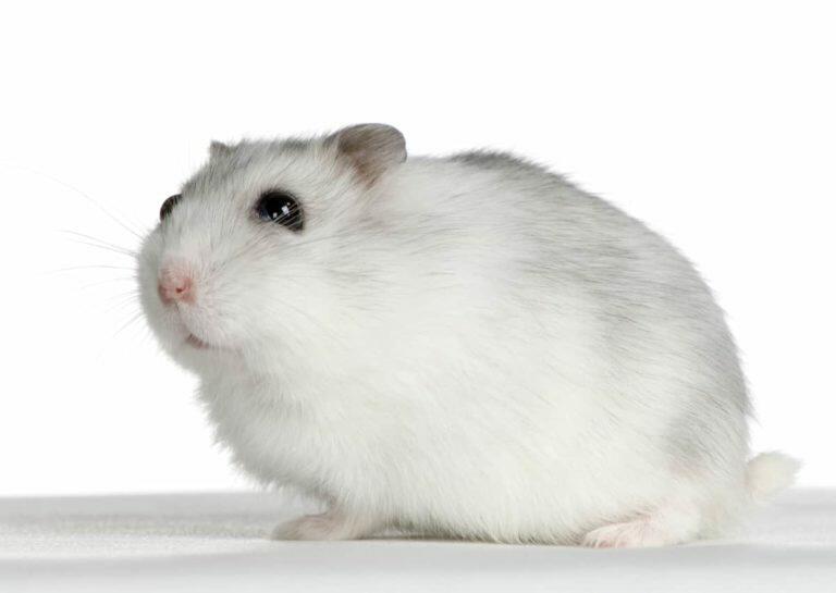 Hamster Care UK 2026: 100×50cm Min Cage, Syrian vs Dwarf Guide, Correct ...