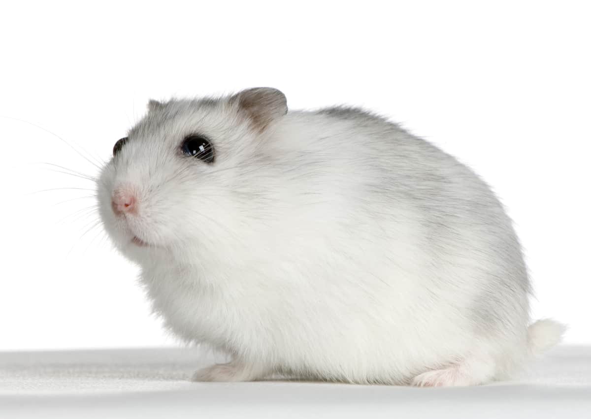 Hamster Care UK 2026: 100×50cm Min Cage, Syrian vs Dwarf Guide, Correct ...