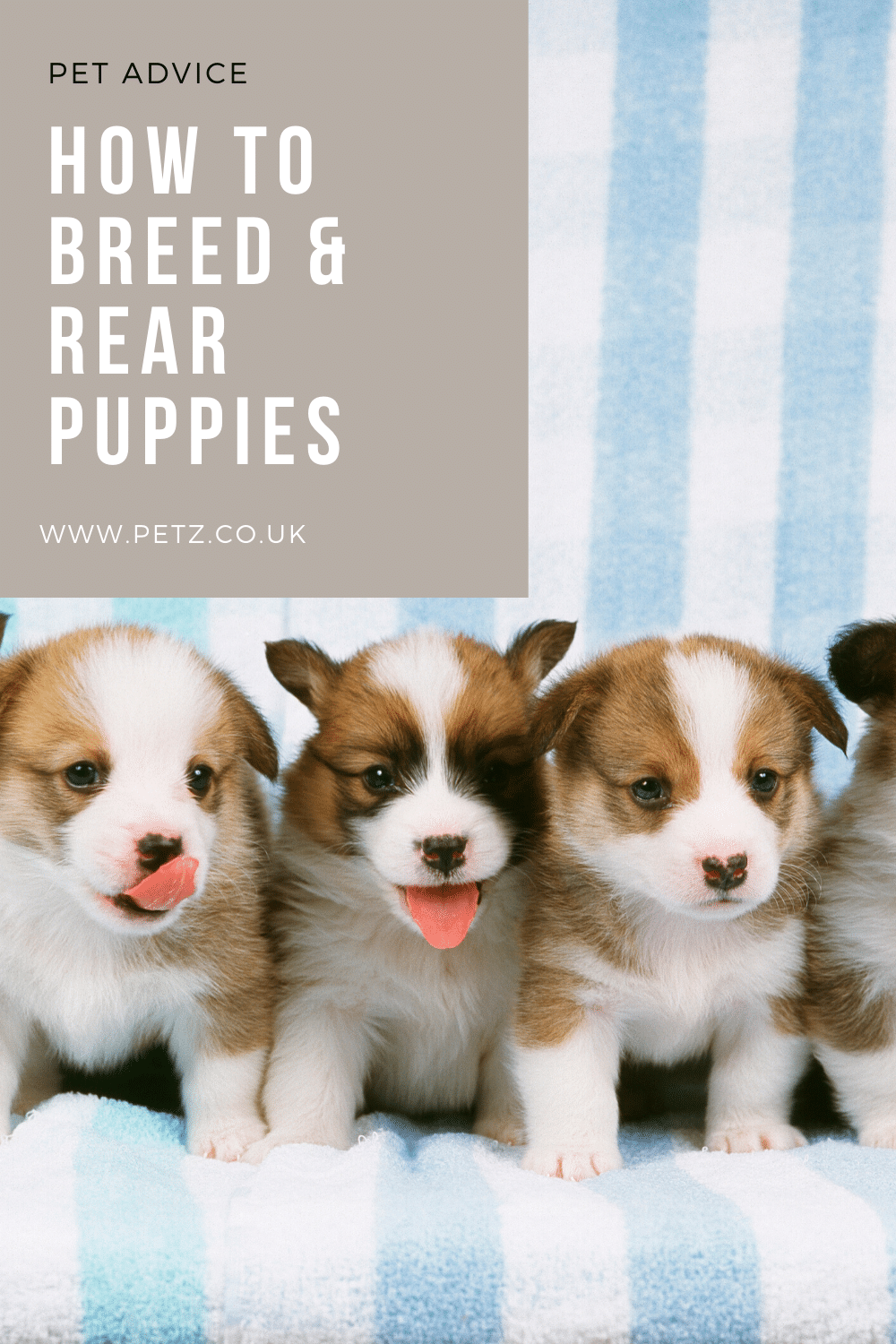 Breeding and Rearing Puppies - Petz