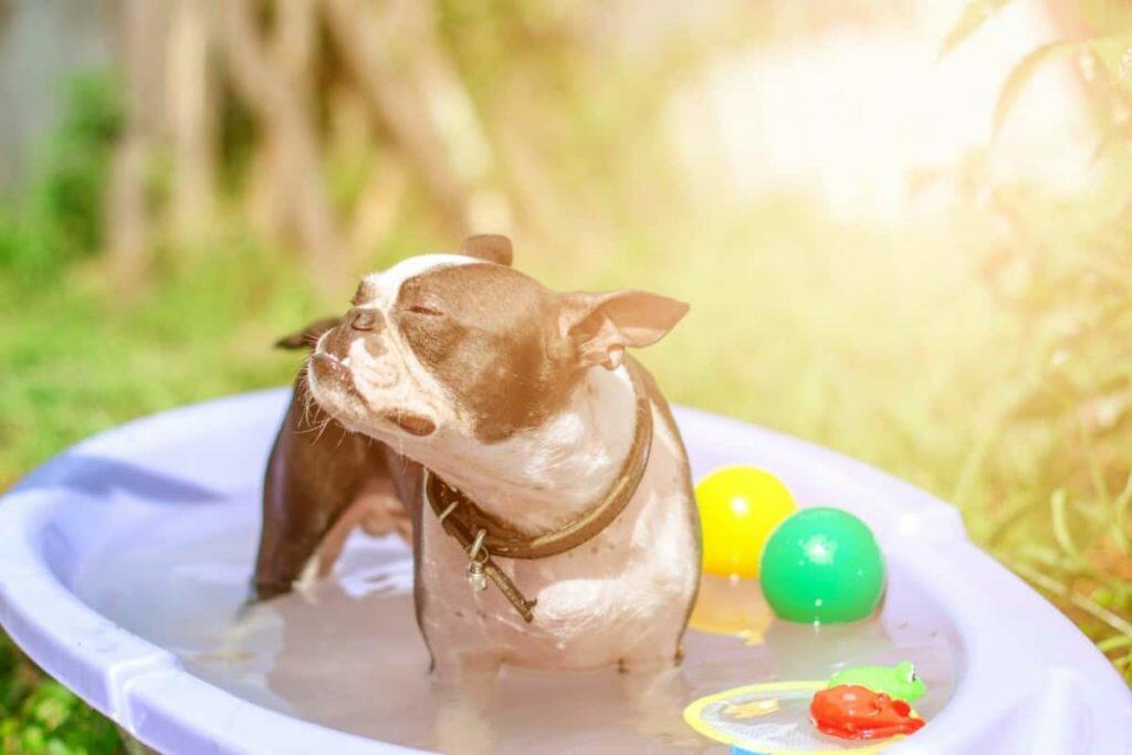 Best Interactive Dog Toys UK — Puzzle & IQ [2026]