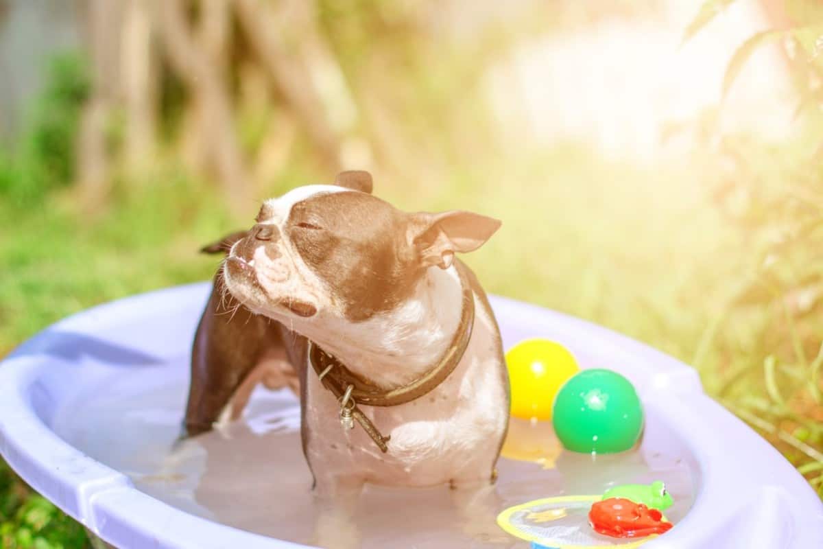 How To Keep Pets Cool In Hot Weather - Petz