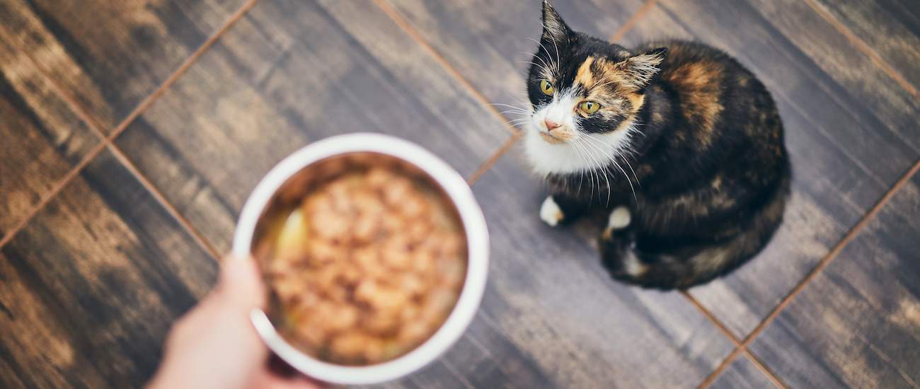 How Cats Being Fed Elsewhere Can Be a Problem | Petz.uk