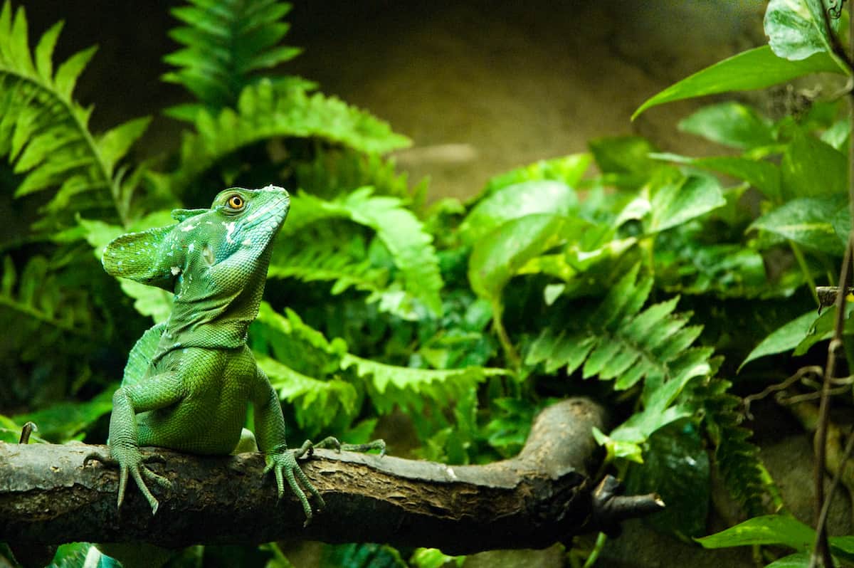 How To Set Up A Vivarium - Petz