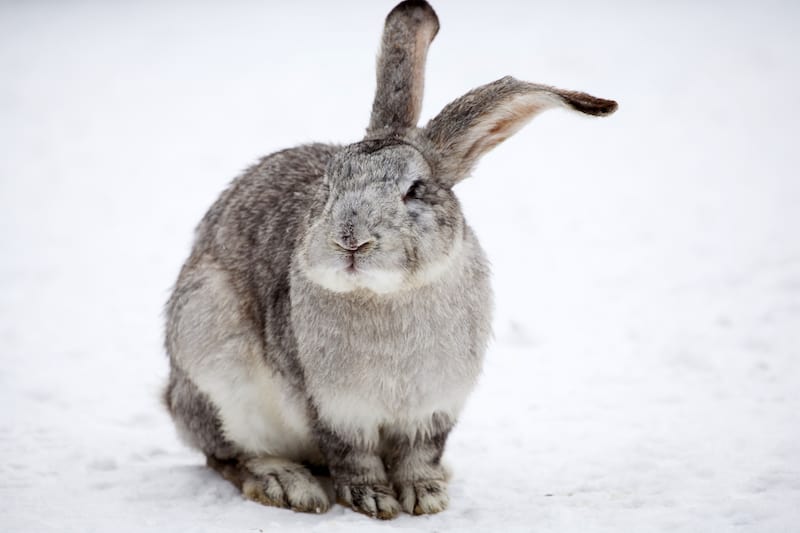 Rabbit Care Guide - Petz