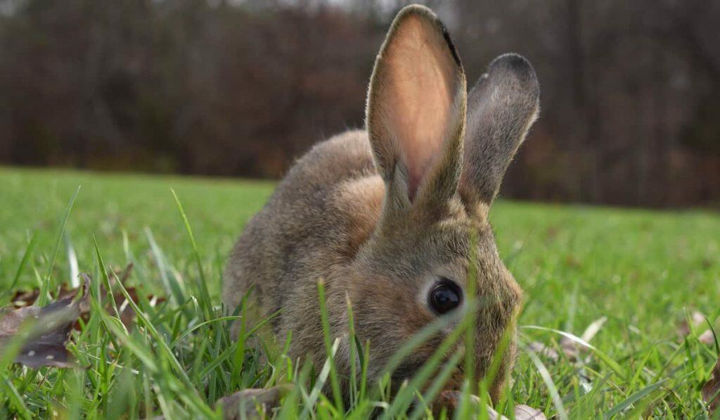 Guide to Indoor Rabbits - Petz