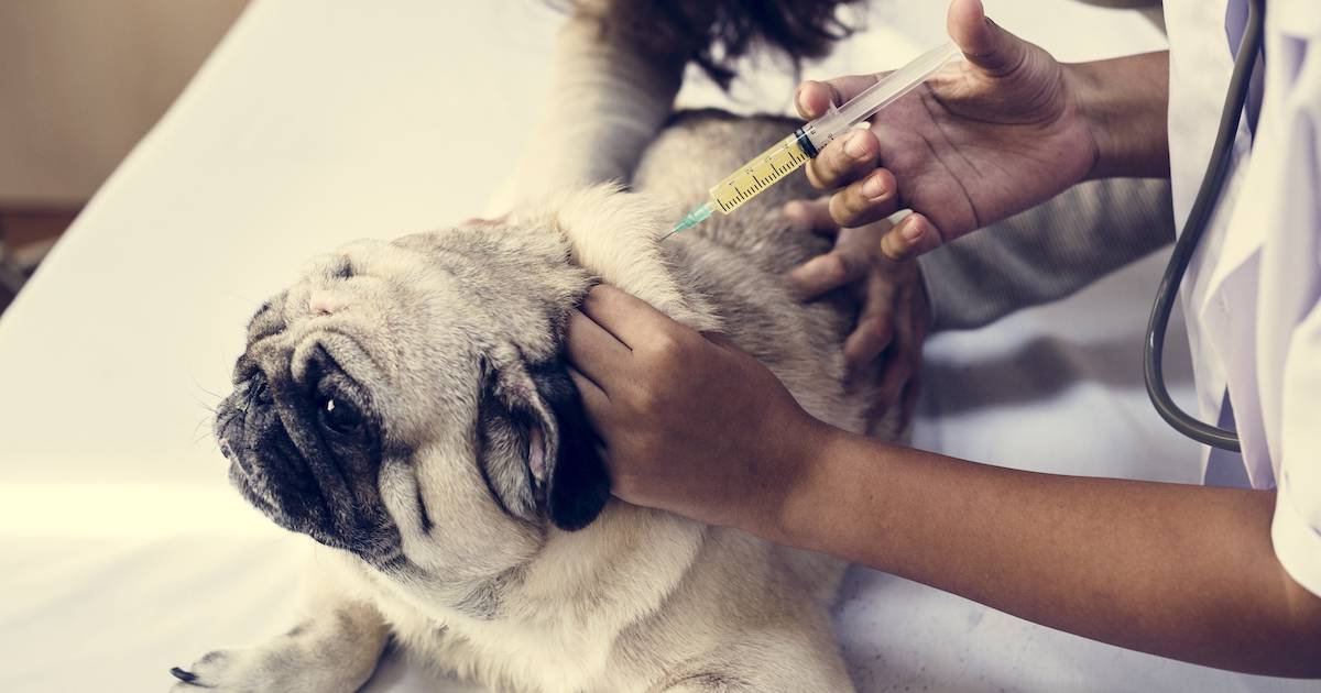 Dog & Cat Vaccinations UK 2026: Puppy/Kitten Schedules, Core Diseases ...