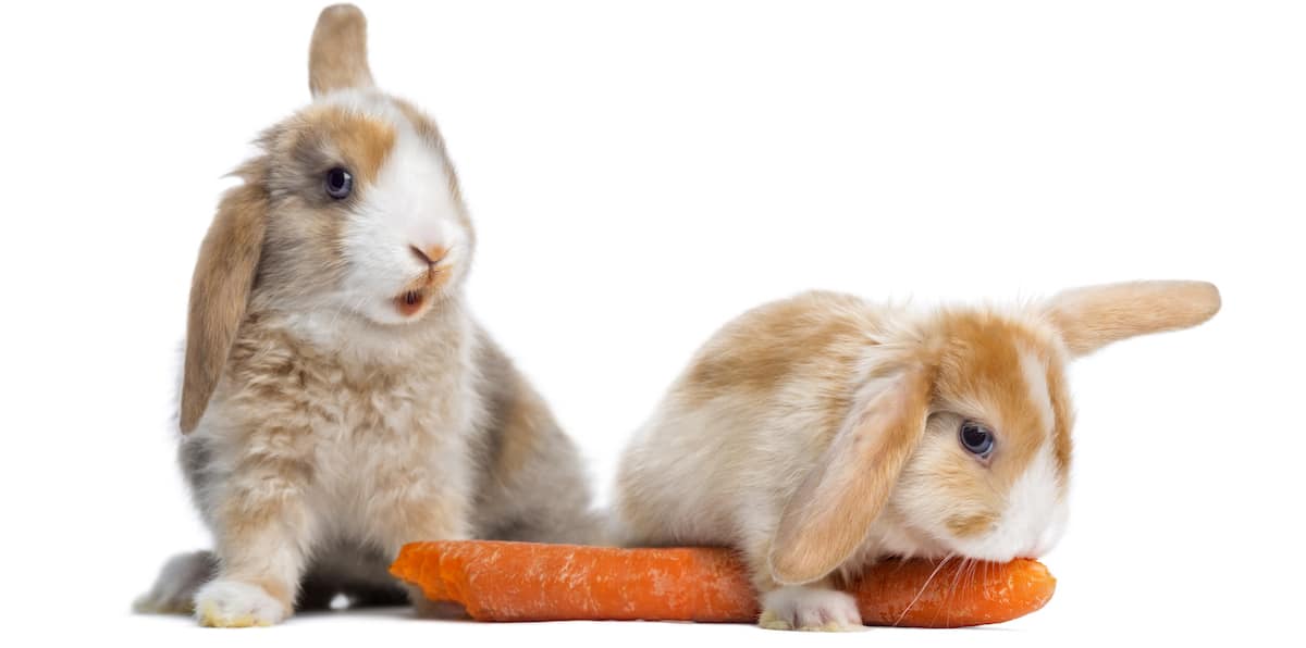 Eating Guide: Rabbits - Petz